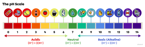 The pH Scale and Acid-Base Indicators | Secondaire | Alloprof