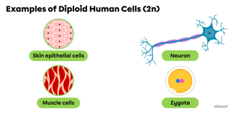 Haploid and Diploid Cells (Advanced Concepts) | Secondaire | Alloprof