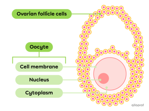 Ovarian and Menstrual Cycles | Secondaire | Alloprof
