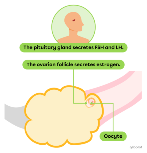 Ovarian and Menstrual Cycles | Secondaire | Alloprof
