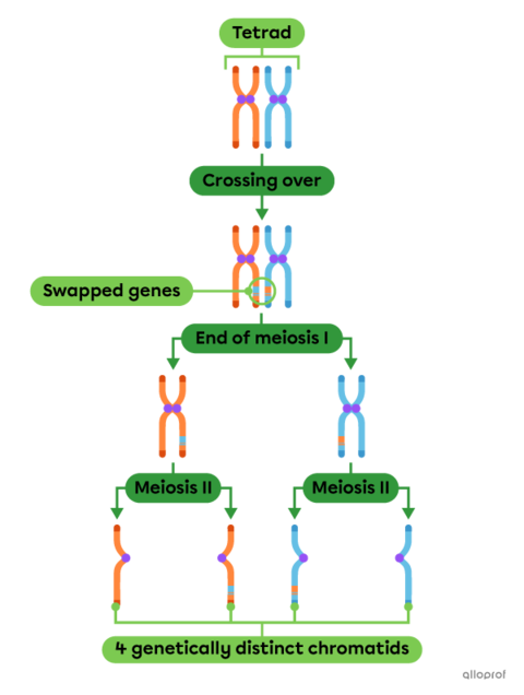 The Phases of Meiosis (Advanced Concepts) | Secondaire | Alloprof