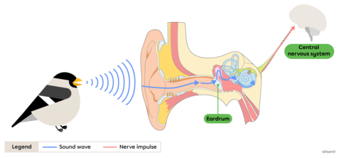 Classification of Waves (Advanced Concepts) | Secondaire | Alloprof