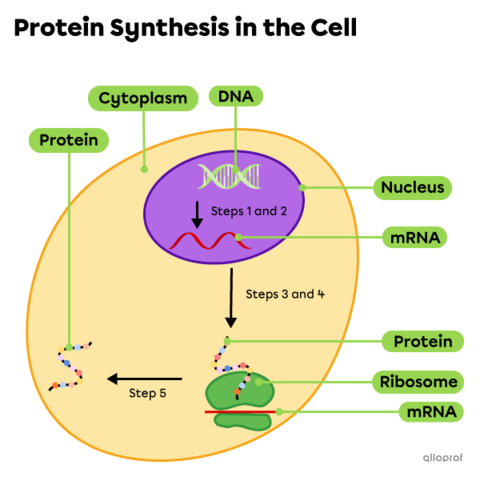 Protein Synthesis | Secondaire | Alloprof