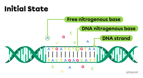 Protein Synthesis | Secondaire | Alloprof