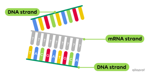 Protein Synthesis | Secondaire | Alloprof