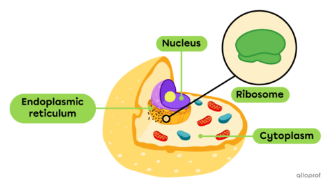 Protein Synthesis | Secondaire | Alloprof