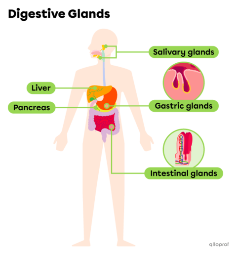 The Digestive System and Anatomy | Secondaire | Alloprof