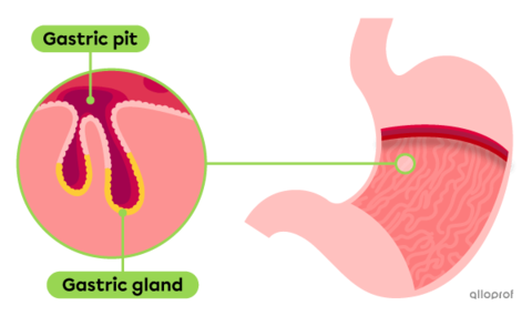 The Digestive System and Anatomy | Secondaire | Alloprof