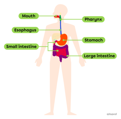 The Digestive System and Anatomy | Secondaire | Alloprof