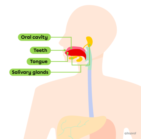 The Digestive System and Anatomy | Secondaire | Alloprof