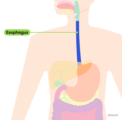 The Digestive System and Anatomy | Secondaire | Alloprof