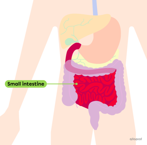 The Digestive System and Anatomy | Secondaire | Alloprof