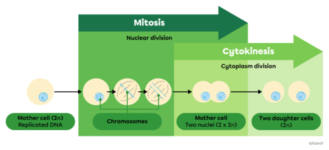 Cell Division (Mitosis and Meiosis) | Secondaire | Alloprof