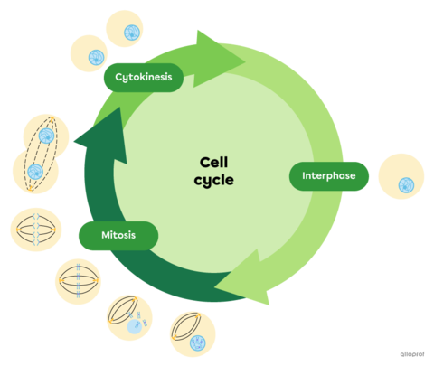 The Phases of Mitosis (Advanced Concepts) | Secondaire | Alloprof