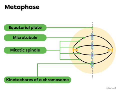 The Phases of Mitosis (Advanced Concepts) | Secondaire | Alloprof