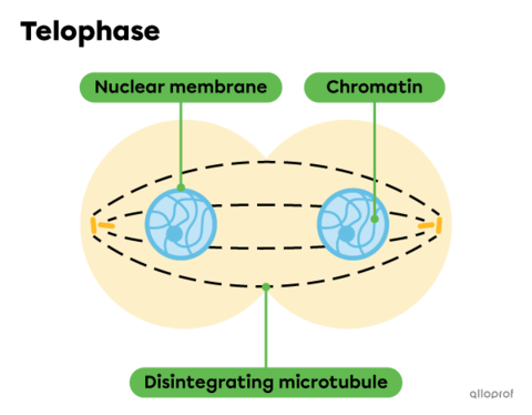 The Phases of Mitosis (Advanced Concepts) | Secondaire | Alloprof