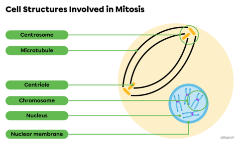 The Phases of Mitosis (Advanced Concepts) | Secondaire | Alloprof