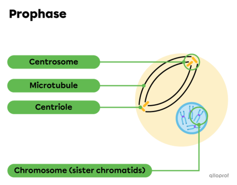 The Phases of Mitosis (Advanced Concepts) | Secondaire | Alloprof