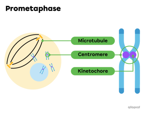 The Phases of Mitosis (Advanced Concepts) | Secondaire | Alloprof