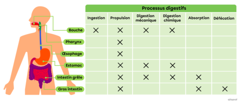 Les processus digestifs | Secondaire | Alloprof