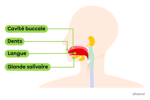 Les processus digestifs | Secondaire | Alloprof