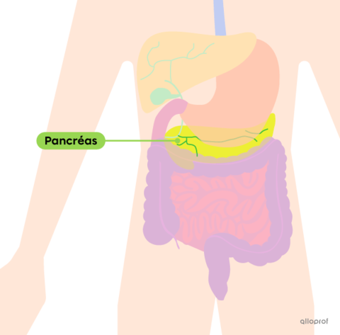 Le système digestif et son anatomie | Secondaire | Alloprof