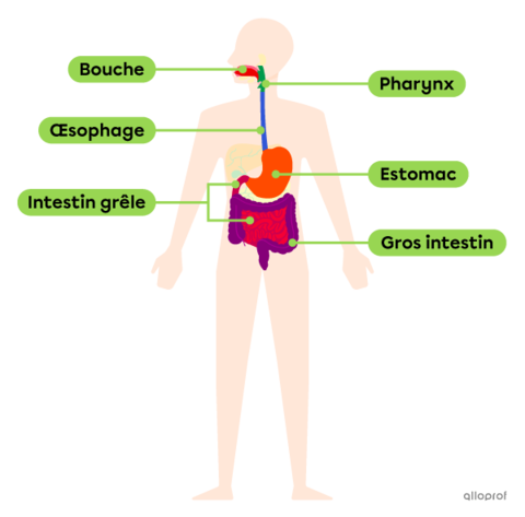 Le système digestif et son anatomie | Secondaire | Alloprof