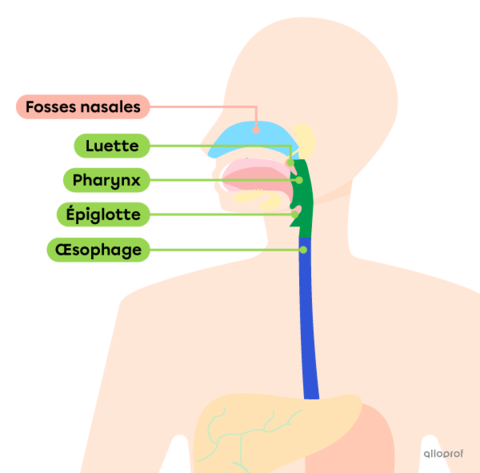 Le système digestif et son anatomie | Secondaire | Alloprof