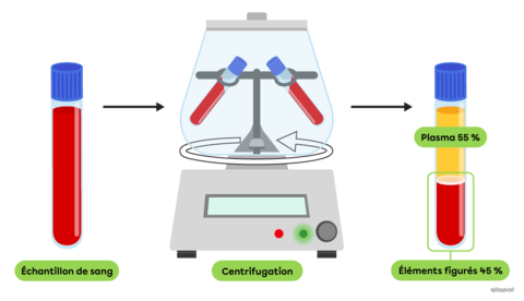 Les constituants du sang | Secondaire | Alloprof