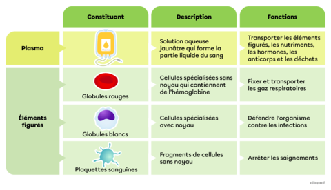 Les constituants du sang | Secondaire | Alloprof
