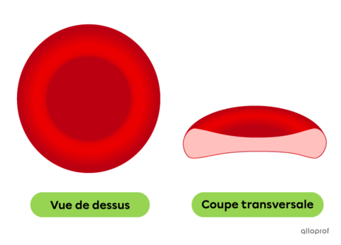 Les constituants du sang | Secondaire | Alloprof