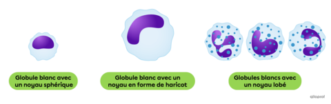 Les constituants du sang | Secondaire | Alloprof