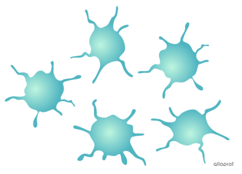 Les constituants du sang | Secondaire | Alloprof