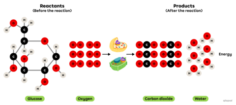 Chemical Reactions | Secondaire | Alloprof