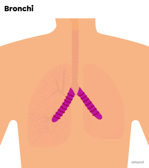 The Respiratory System and Anatomy | Secondaire | Alloprof
