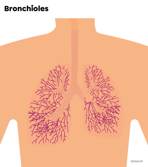 The Respiratory System and Anatomy | Secondaire | Alloprof