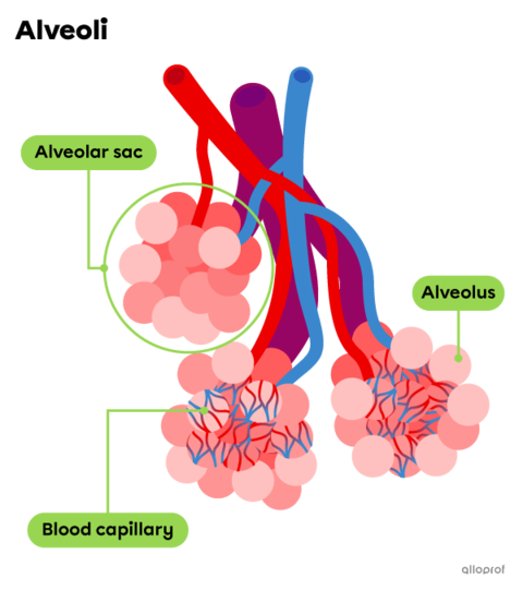 The Respiratory System and Anatomy | Secondaire | Alloprof