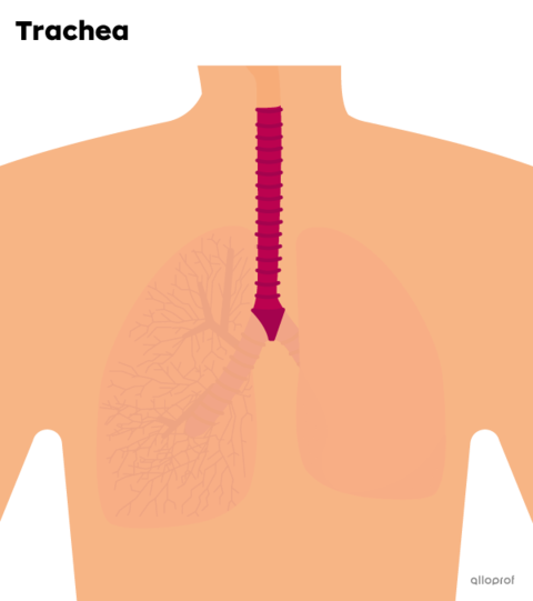 The Respiratory System and Anatomy | Secondaire | Alloprof