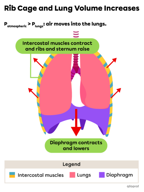 Respiratory Mechanisms (Inhalation and Exhalation) | Secondaire | Alloprof
