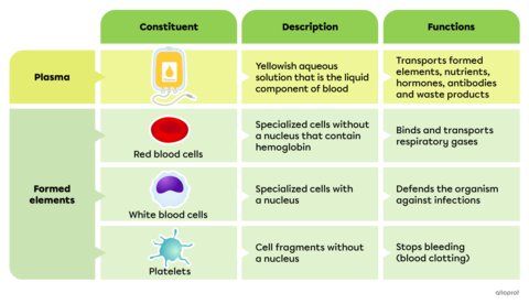Blood Constituents | Secondaire | Alloprof
