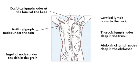 The Lymphatic System and Anatomy | Secondaire | Alloprof