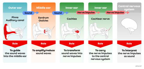 Ears, Hearing and Balance | Secondaire | Alloprof