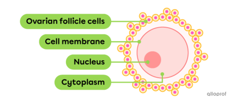 Oogenesis | Secondaire | Alloprof