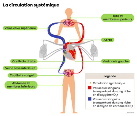 Les circulations pulmonaire et systémique | Secondaire | Alloprof