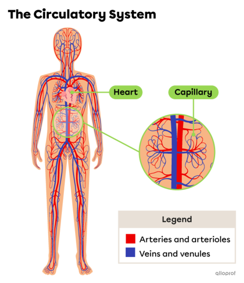 The Circulatory System and Anatomy | Secondaire | Alloprof
