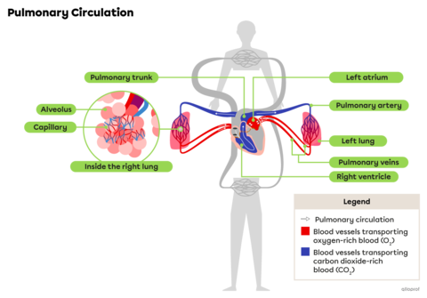 Pulmonary and Systemic Circulations | Secondaire | Alloprof