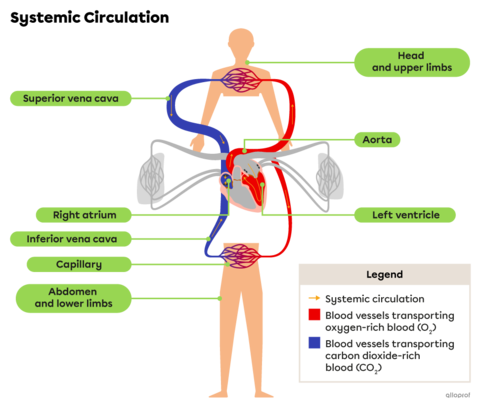 Pulmonary and Systemic Circulations | Secondaire | Alloprof