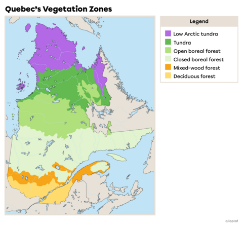 Quebec’s Forest Regions | Secondaire | Alloprof