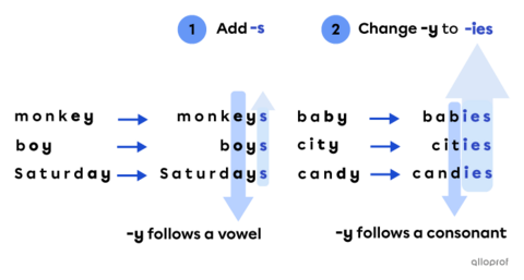 Plural Spellings—Spelling Rules | Alloprof