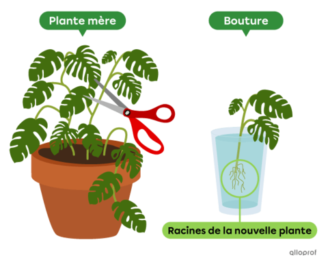 La reproduction chez les végétaux | Secondaire | Alloprof